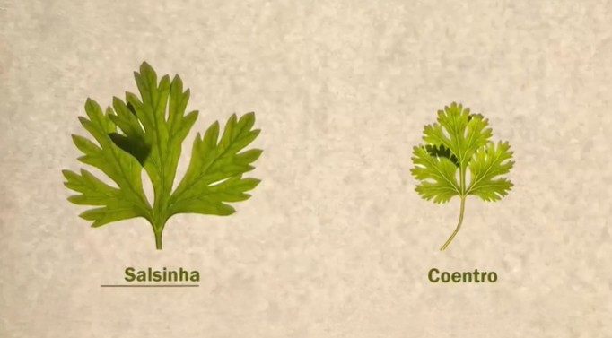 Salsa ou coentro? Guia prático para não errar mais! | Receitas