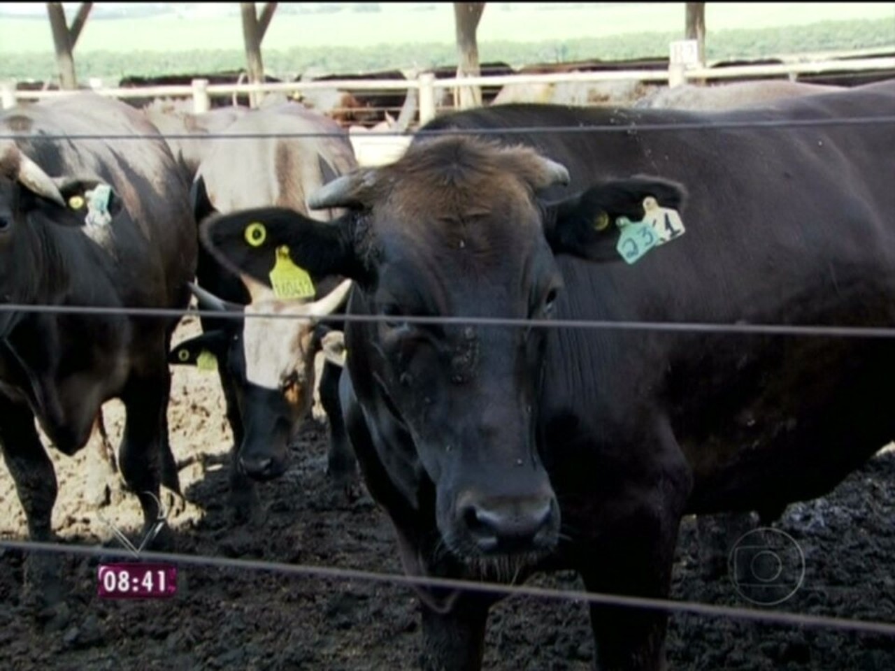 O que é wagyu? Conheça o corte bovino mais caro e macio do mundo | Receitas