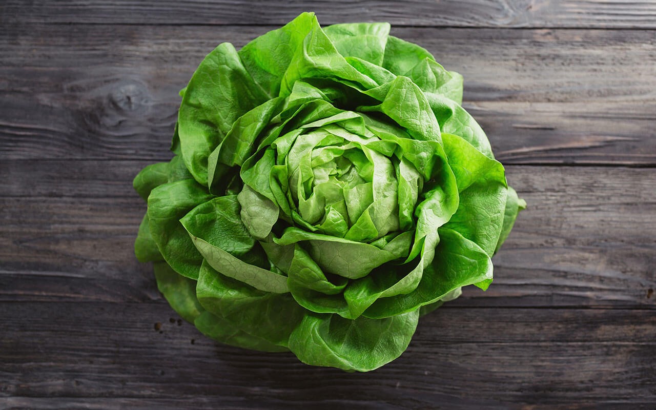 Alface: conheça os tipos e saiba como cultivar em casa | Receitas